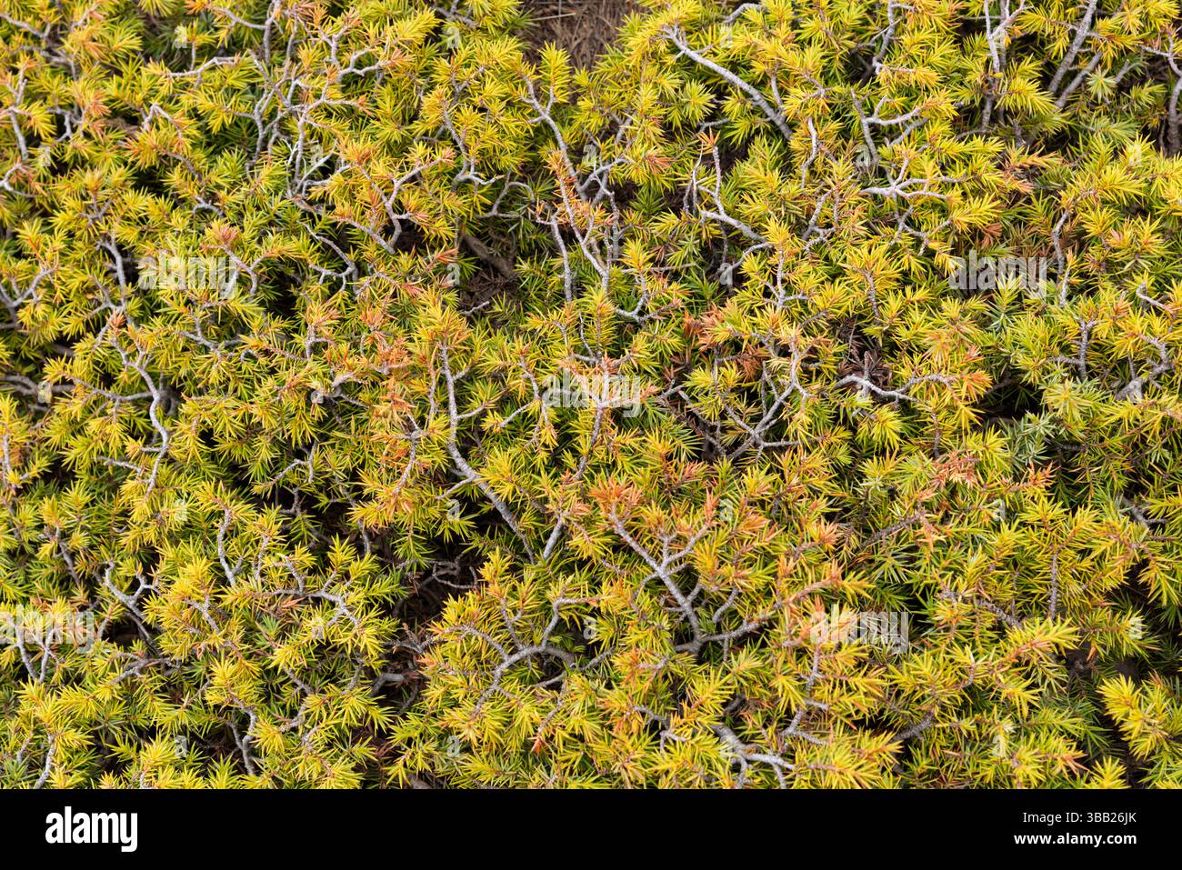 Textura de enebro hi-res stock photography and images - Alamy