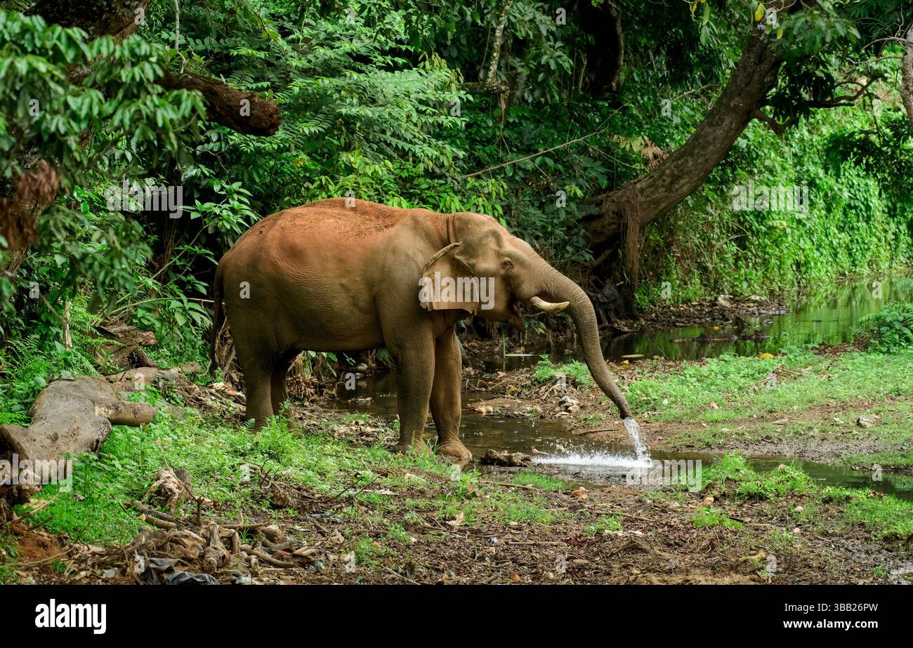 A wild elephant strides through the lush wilderness of Nelliyampathy ...