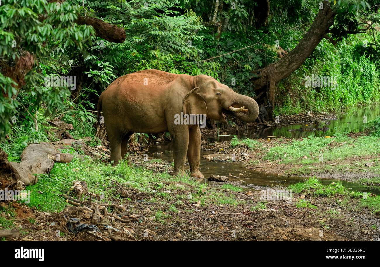 A wild elephant strides through the lush wilderness of Nelliyampathy ...