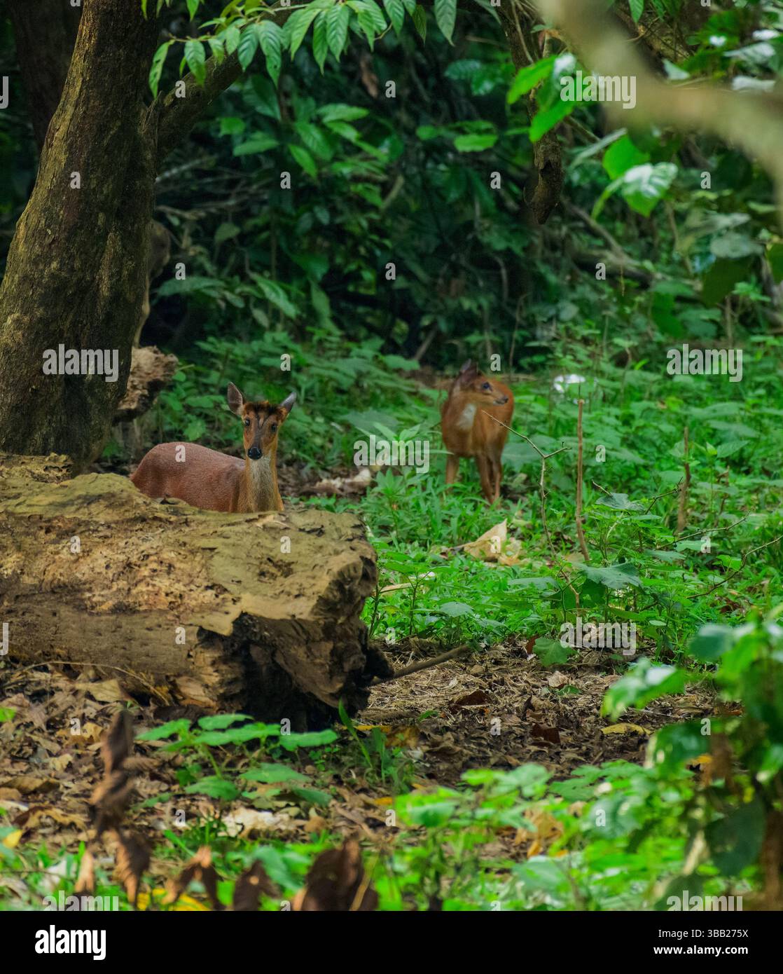 A shy Muntjac deer wanders through the lush tea plantations of ...