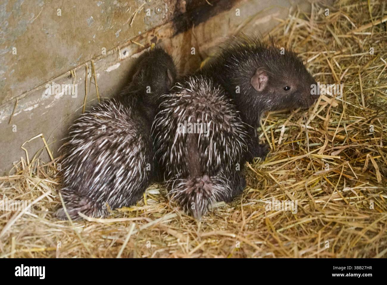0 Tage alte Stachelschweine 2 neue Tiere nachwuchs im Freigehege ...