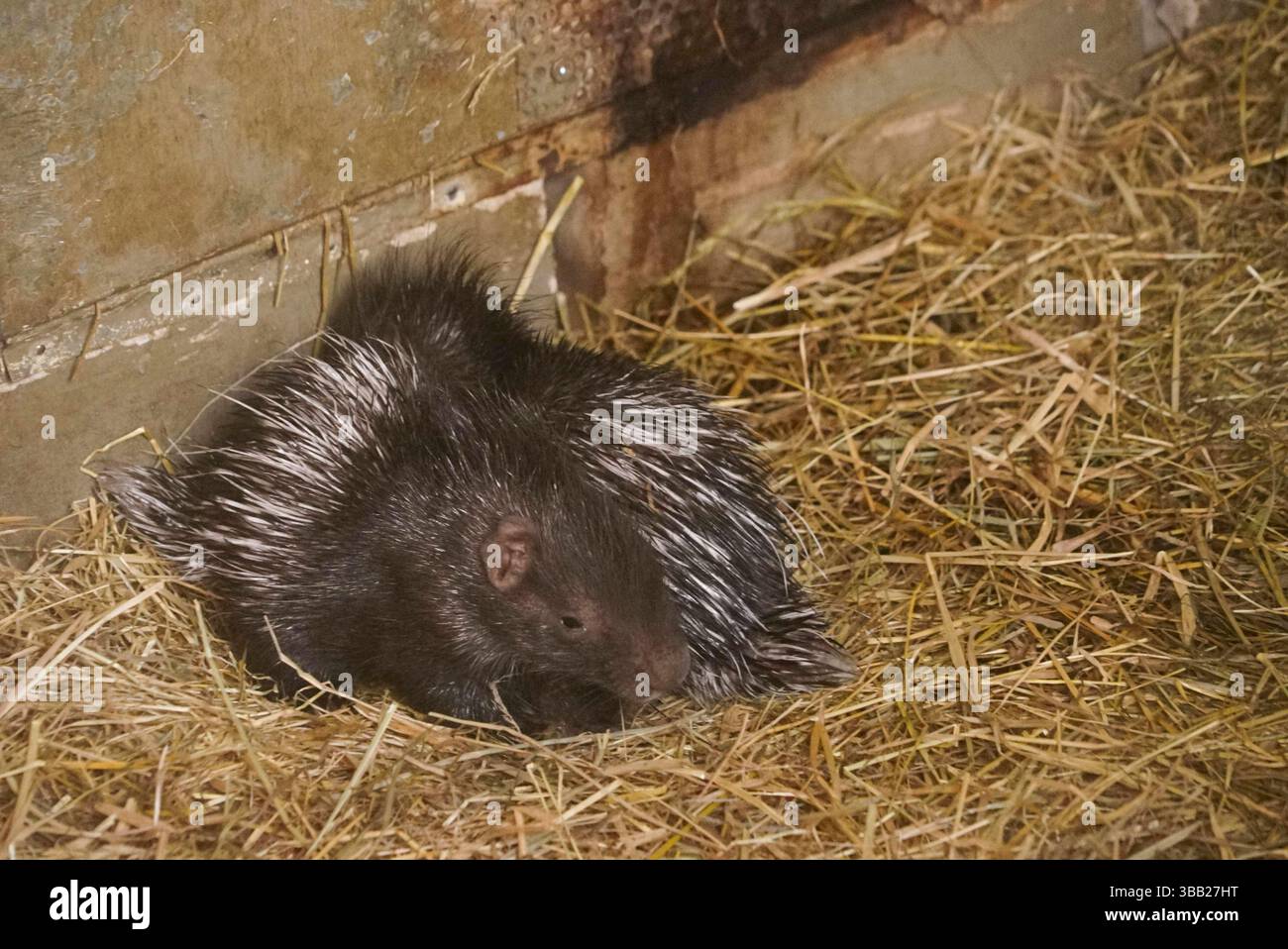 0 Tage alte Stachelschweine 2 neue Tiere nachwuchs im Freigehege ...