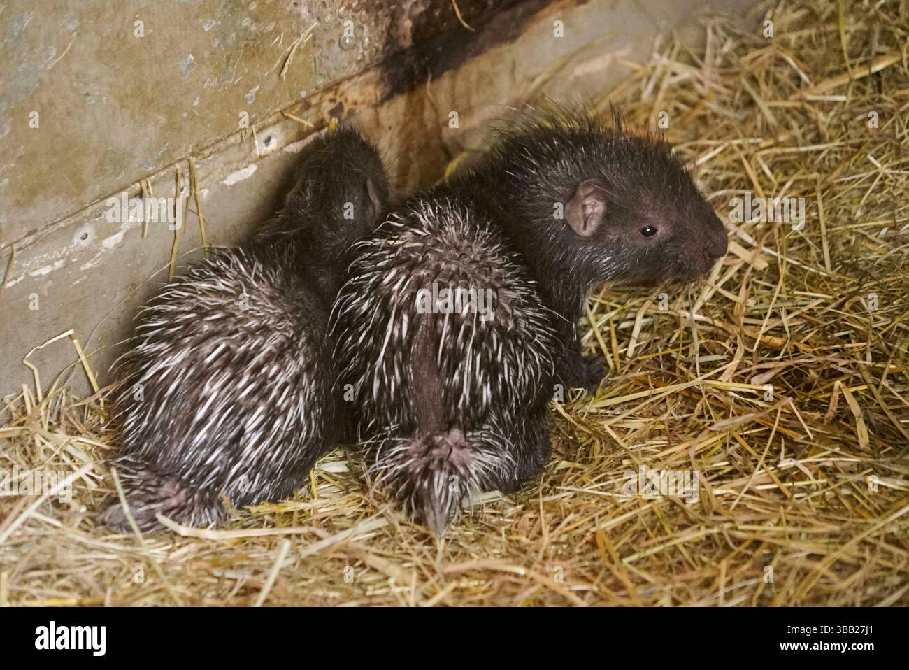 0 Tage alte Stachelschweine 2 neue Tiere nachwuchs im Freigehege ...