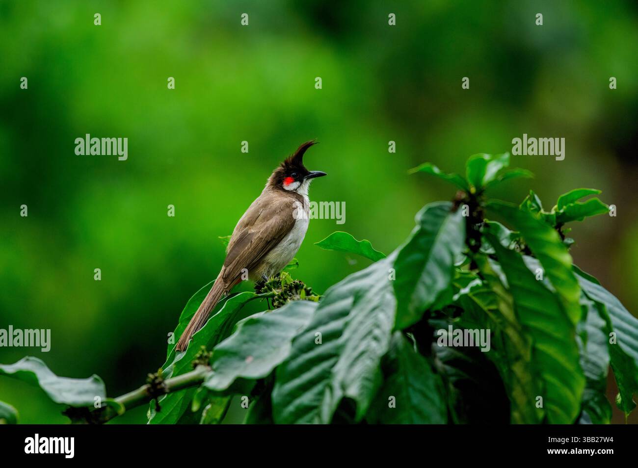 A vibrant red-whiskered bulbul rests gracefully on a branch, showcasing ...