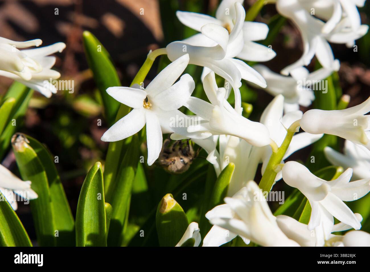 White Hyacinthus orientalis in a garden on an abstract background. White (Carnegie) hyacinth ...