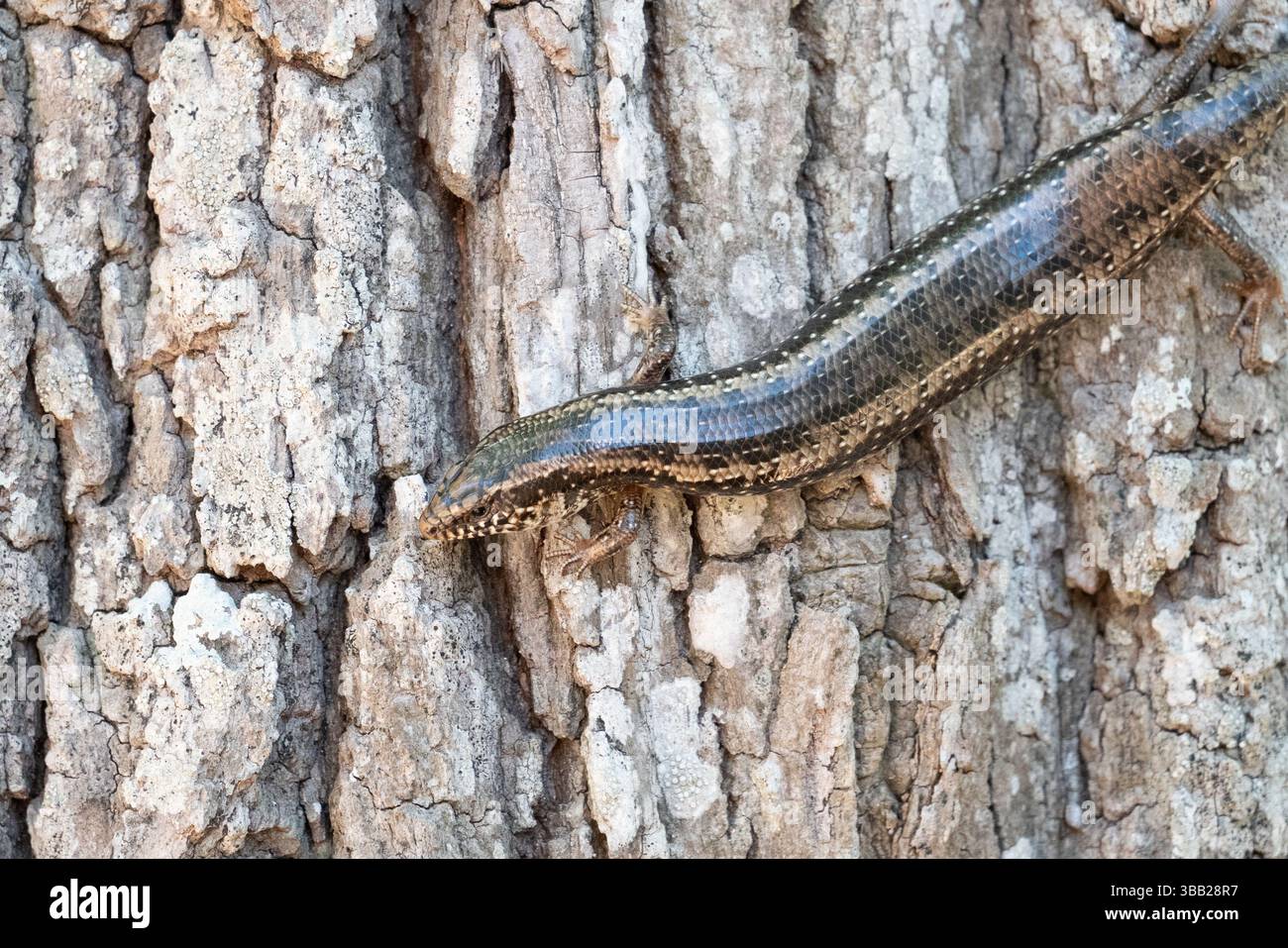 Brown bark skink hi-res stock photography and images - Alamy