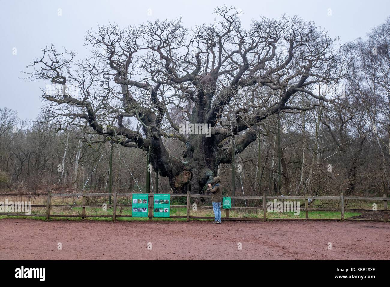 Large ancient Major Oak with sprawling branches in enclosed wooded area ...