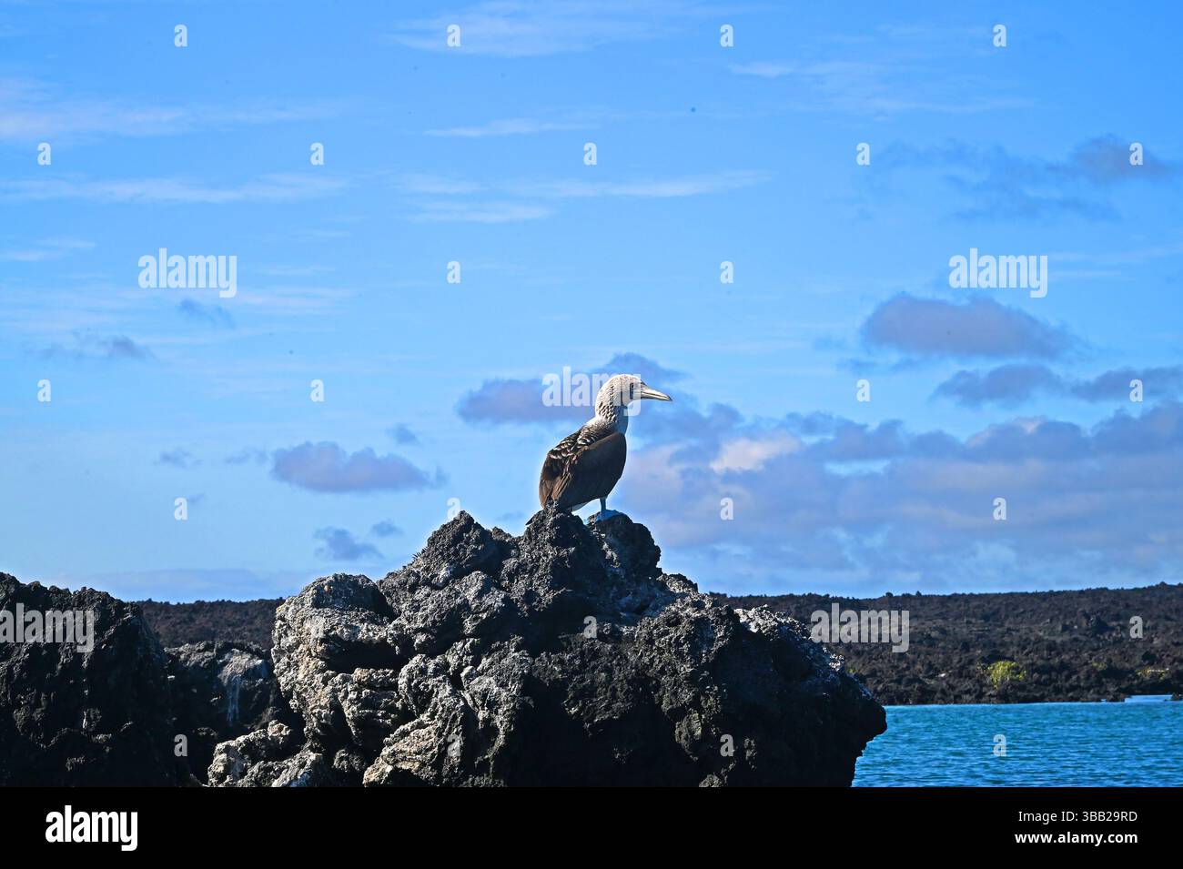 In the Galapagos Islands off the coast of Ecuador you'll find the ...