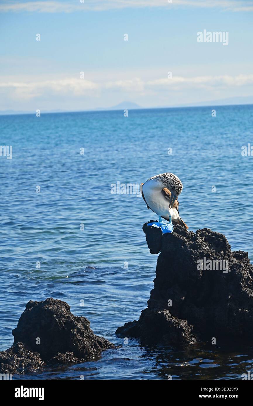 In the Galapagos Islands off the coast of Ecuador you'll find the ...