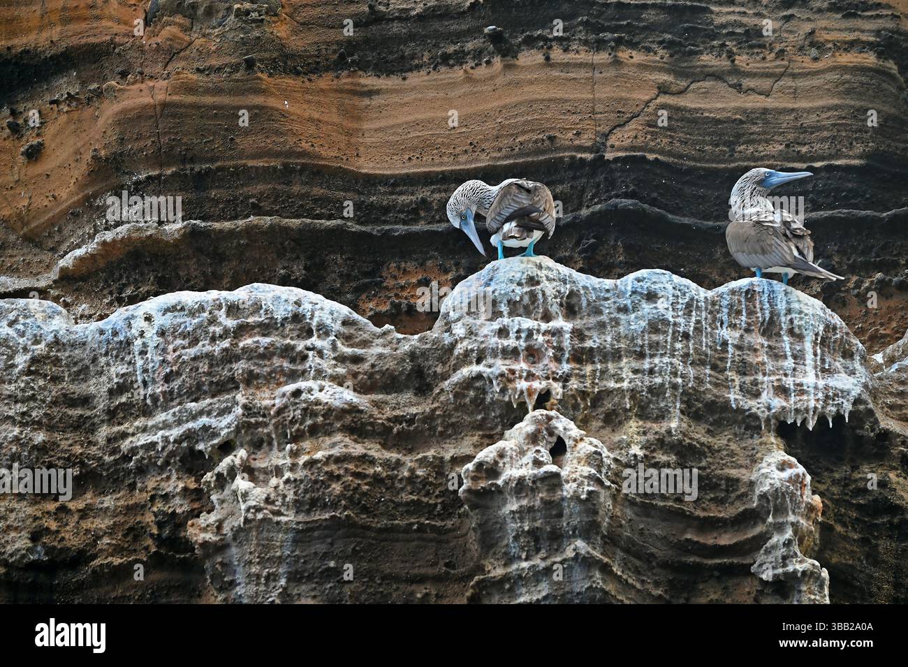 In the Galapagos Islands off the coast of Ecuador you'll find the ...