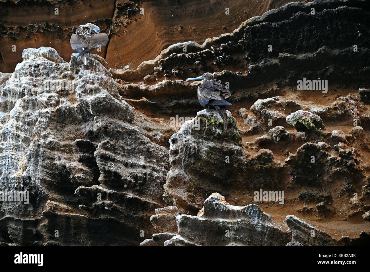 In the Galapagos Islands off the coast of Ecuador you'll find the ...