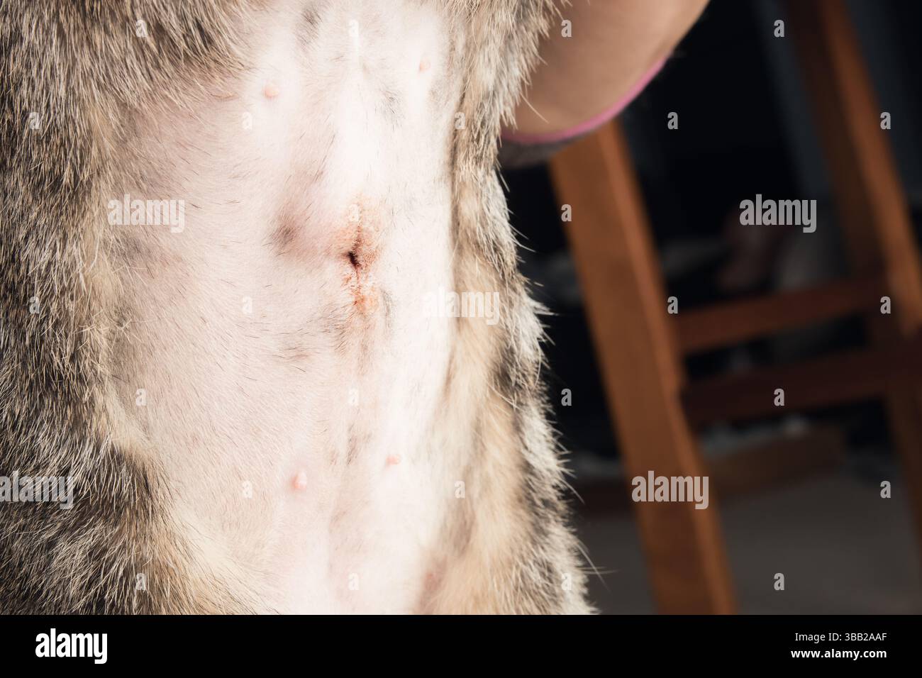 Cat surgical wound after spay surgery. Close up. Incision of kitty cat 2 days after being fixed ...