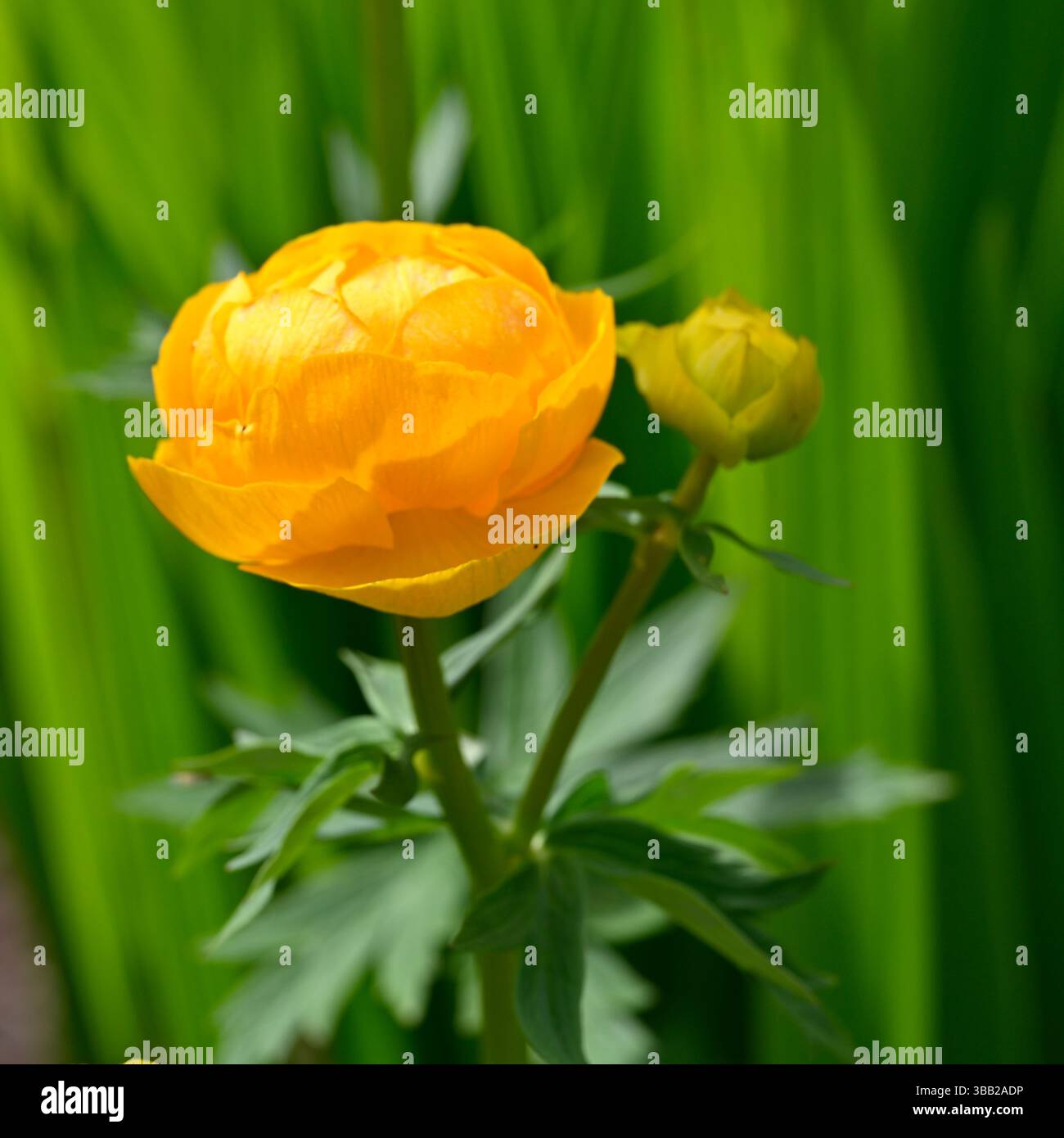 Trollius cultorum hi-res stock photography and images - Alamy