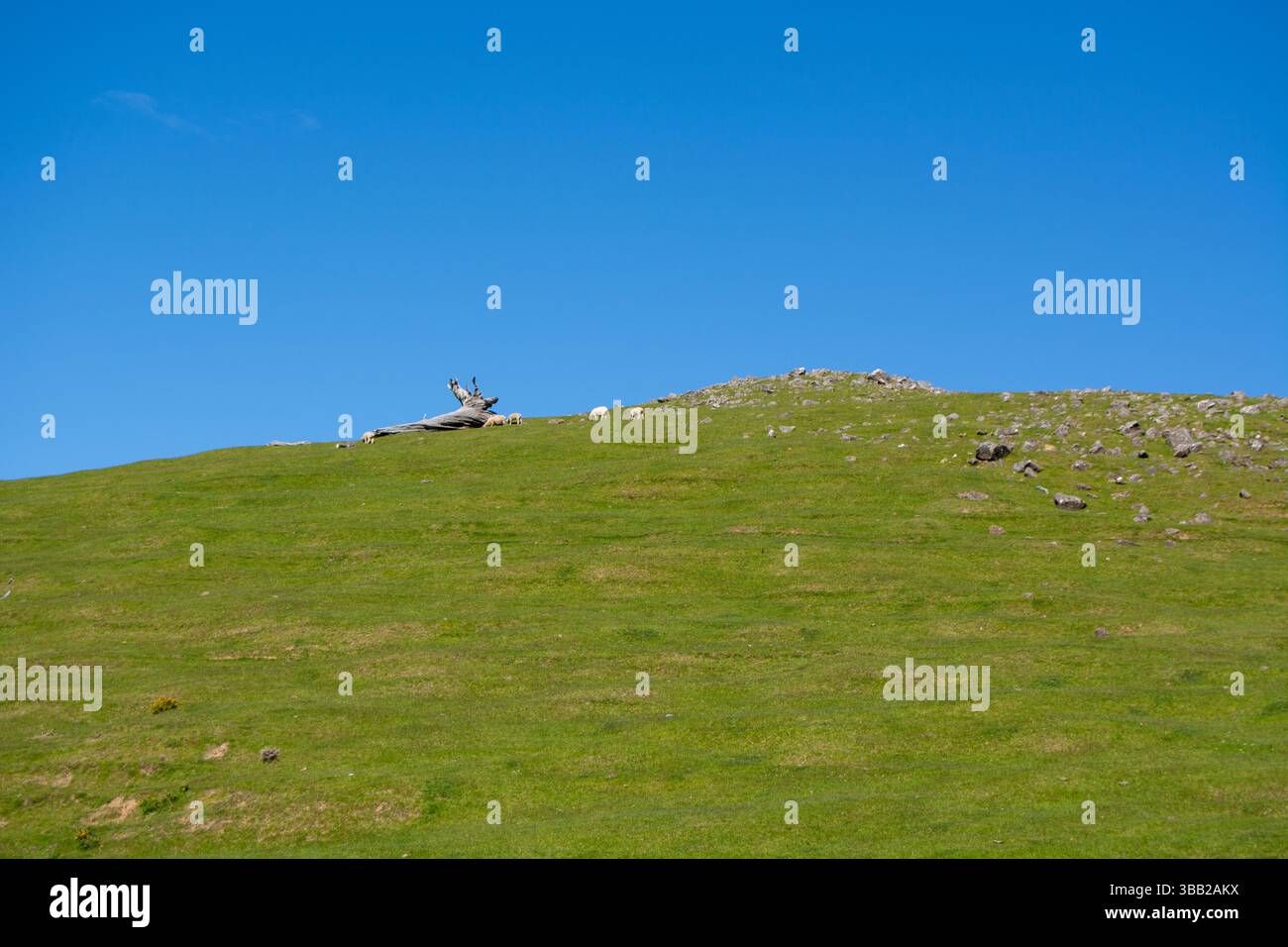 A serene landscape featuring a grassy hill under a clear blue sky. The ...