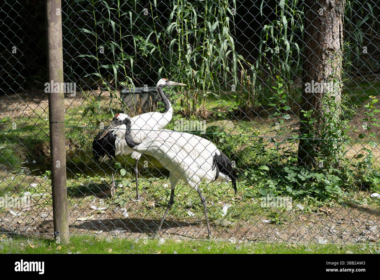 Two black and white storks in an enclosure at the summer zoo Stock ...