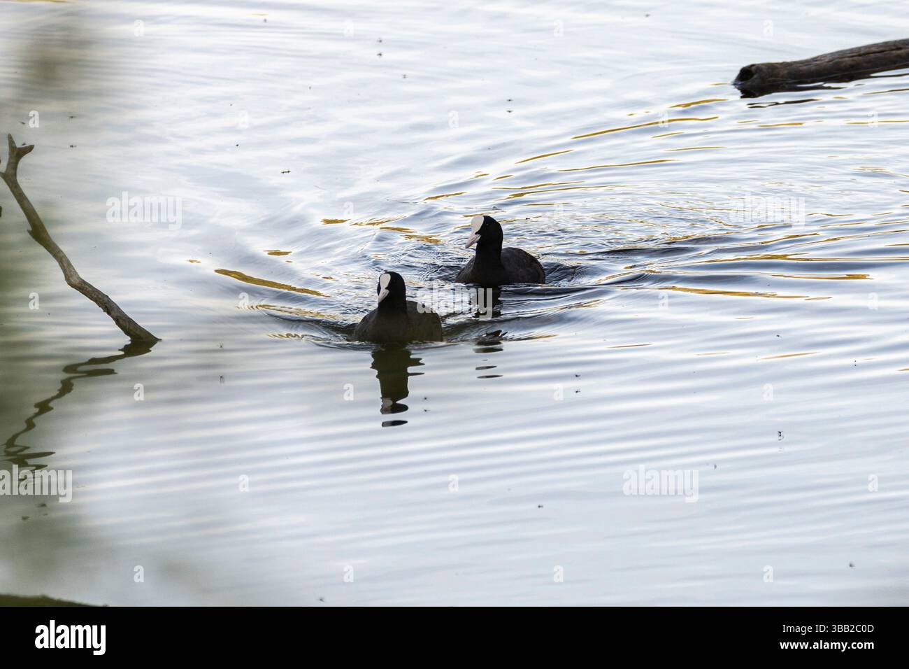 Coots mating hi-res stock photography and images - Alamy