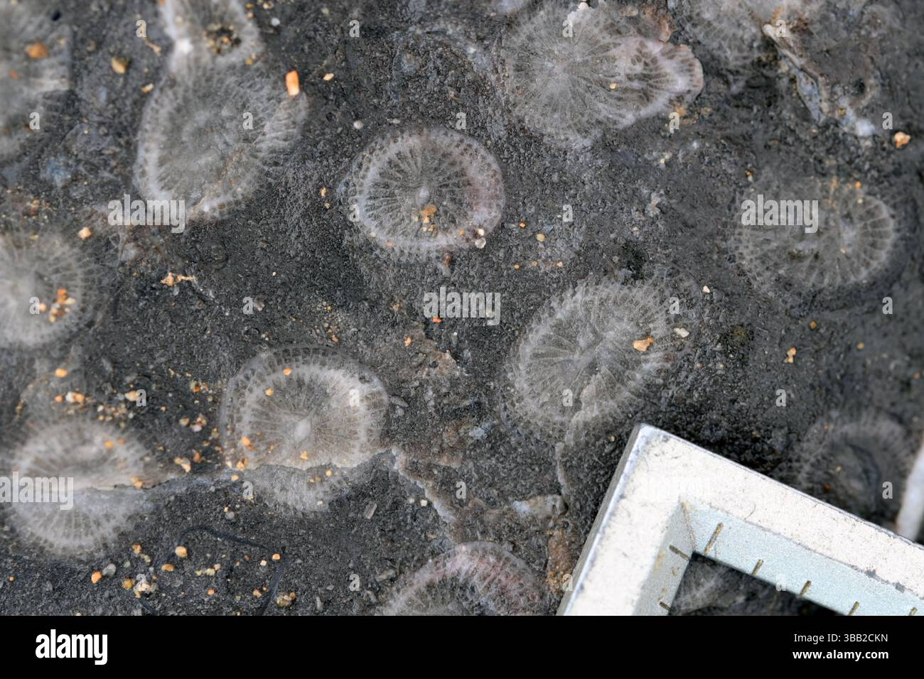 Fossil corals clustered together in the Limestone bedrock at Rames Head ...