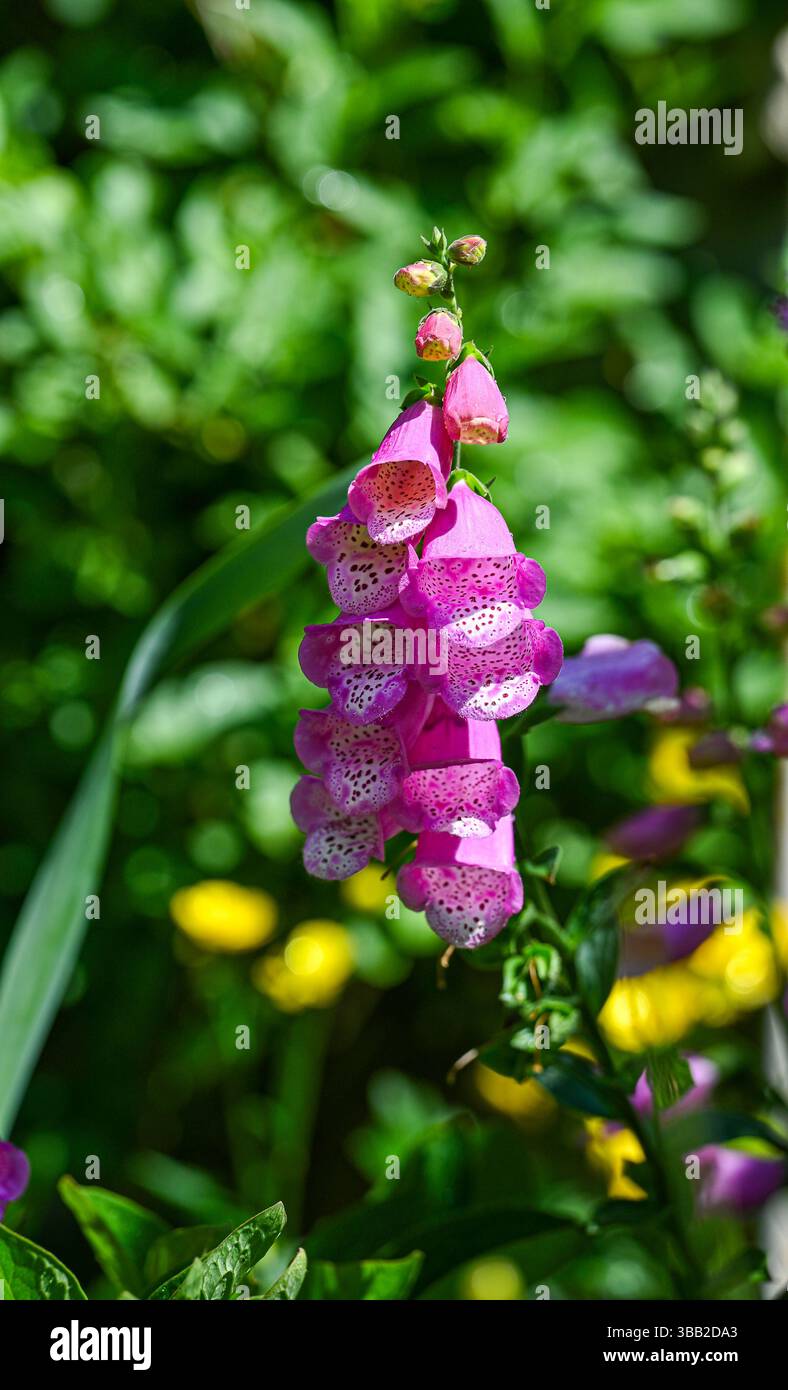 Pink foxgloves Digitalis purpurea growing in small urban garden ...