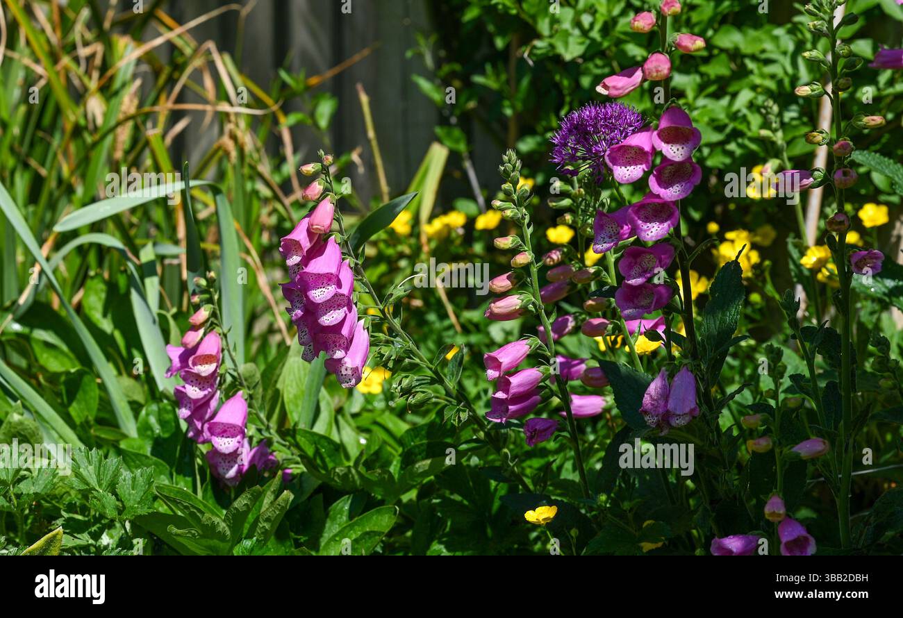 Pink foxgloves Digitalis purpurea growing in small urban garden ...