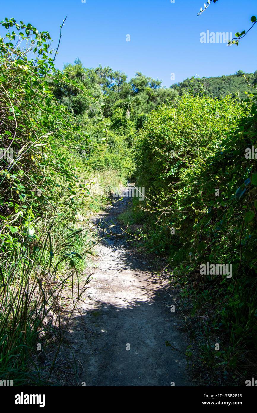 A narrow dirt path surrounded by lush green vegetation under a clear ...