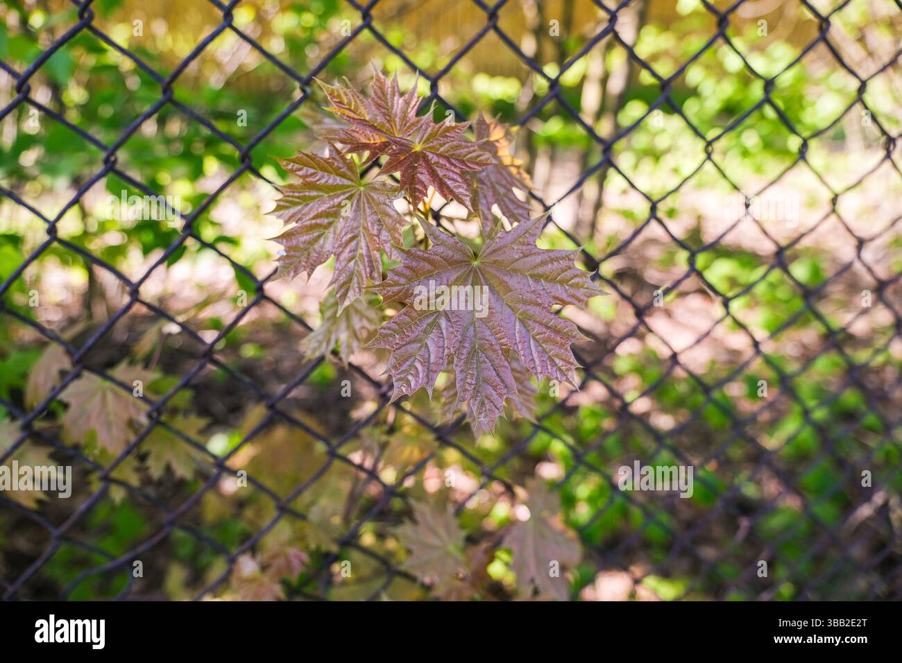 moscow, russia, 10.05.2025 A small leafy plant with a single leaf is ...