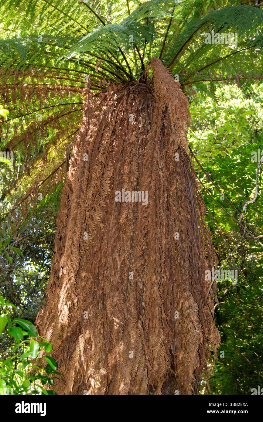 A tall tree with a thick trunk and a canopy of green fronds. The lower ...