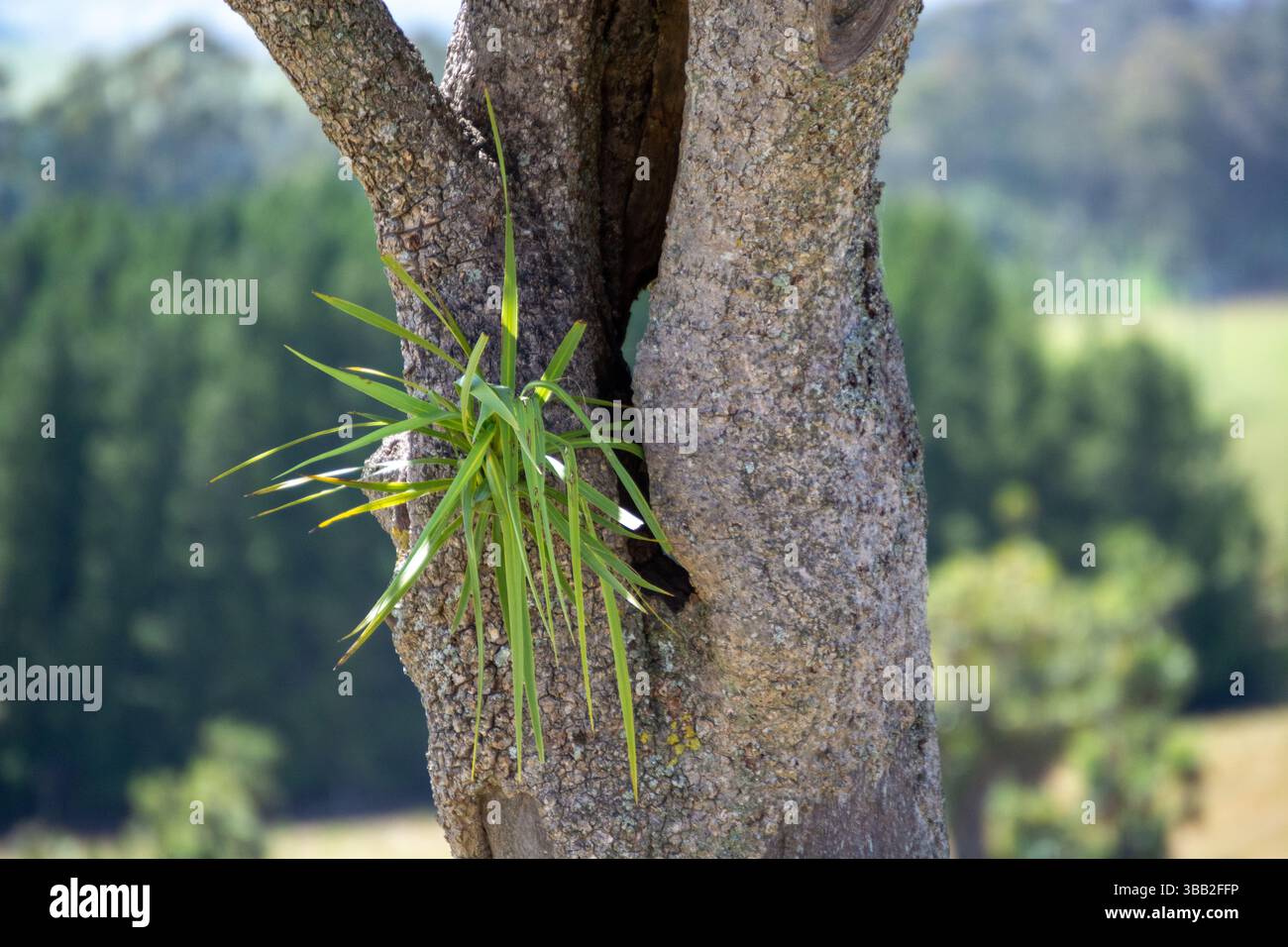 A close-up view of a tree trunk with green grass-like plants growing ...