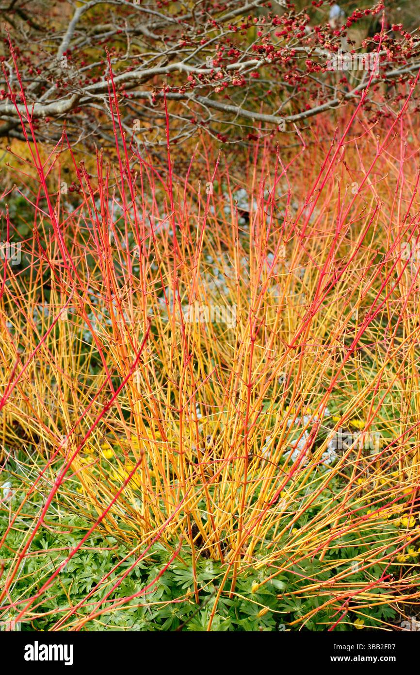 Cornus - Midwinter Fire Stock Photo - Alamy
