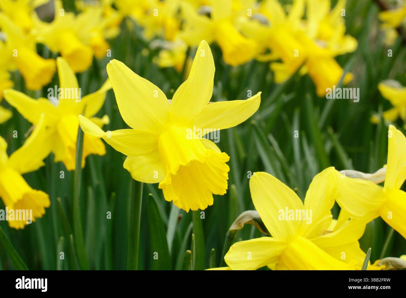 Narcissus February Gold daffodil. Also called Narcissus cyclamineus ...