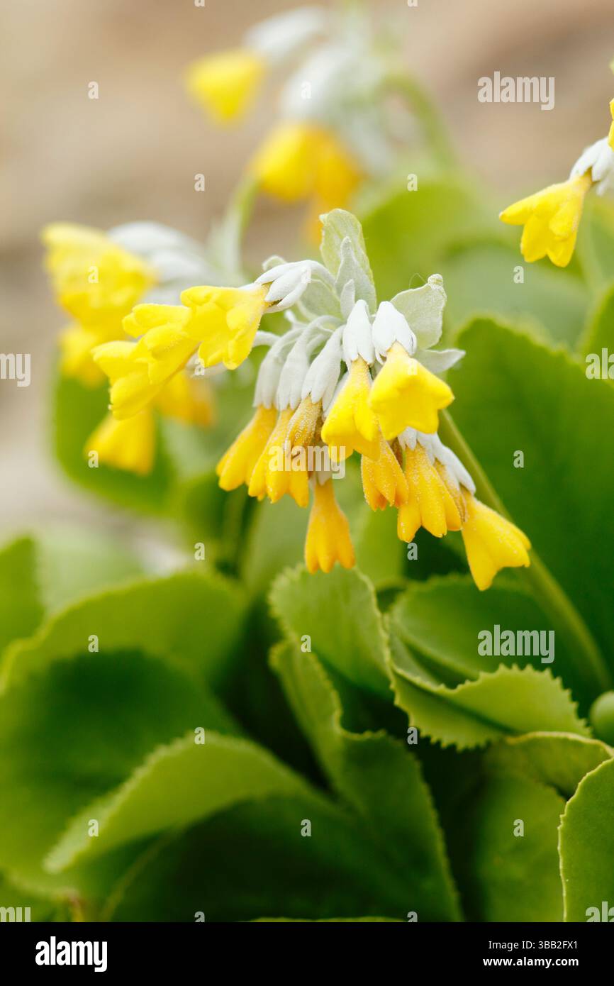 Auricula section primula hi-res stock photography and images - Alamy