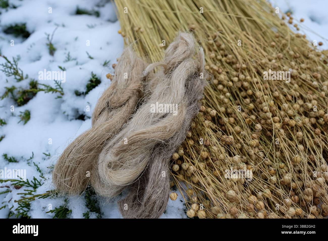 Flax plant pods, and flax fiber on the snow background. Natural ...