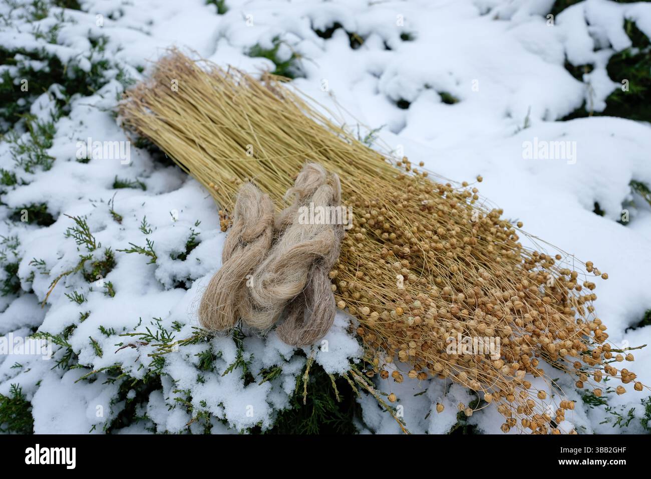 Flax plant pods, and flax fiber on the snow background. Natural ...
