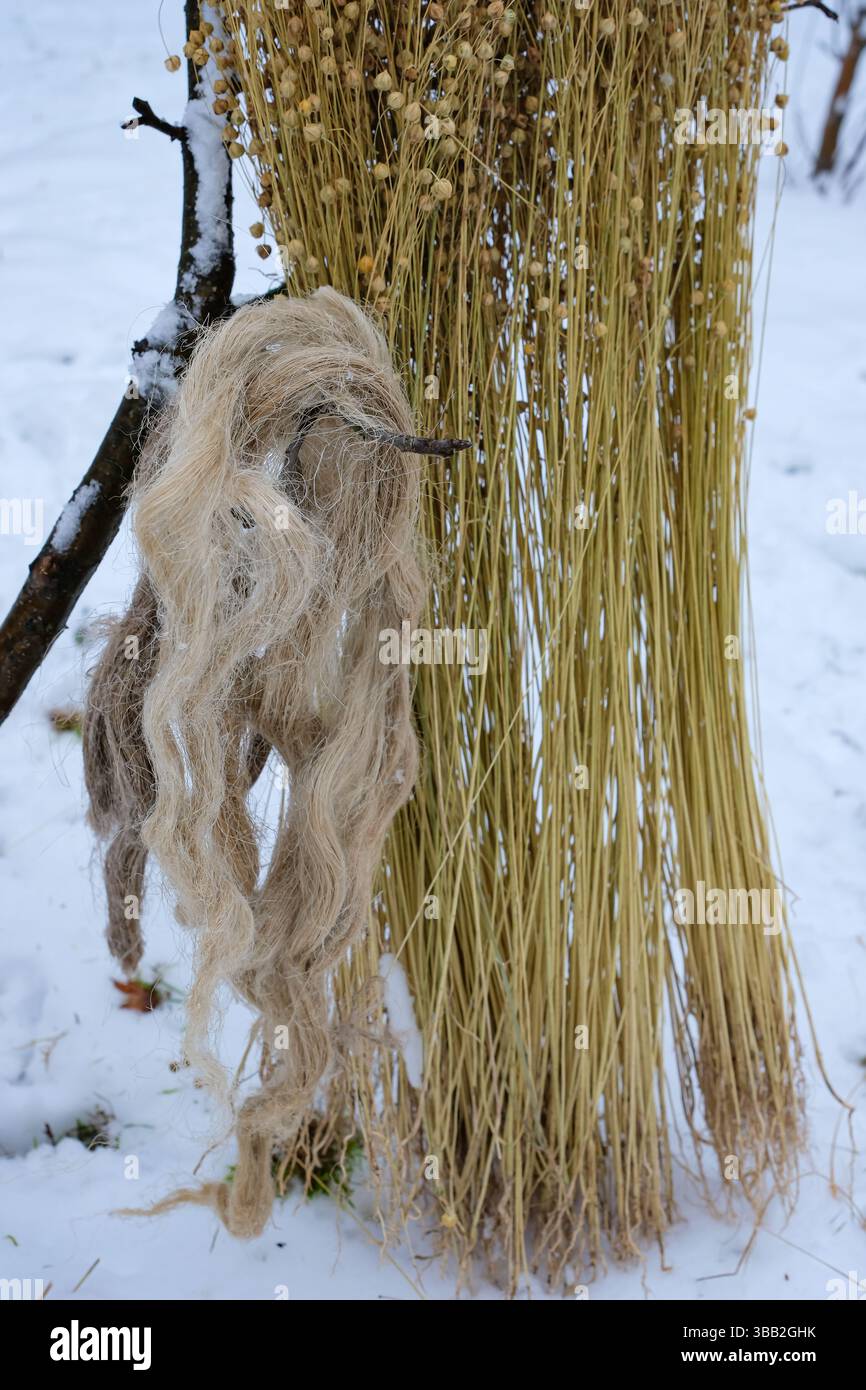Flax plant pods, and flax fiber on the snow background. Natural ...