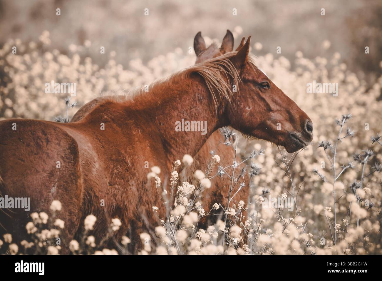 Red galloping horse strong hi-res stock photography and images - Alamy
