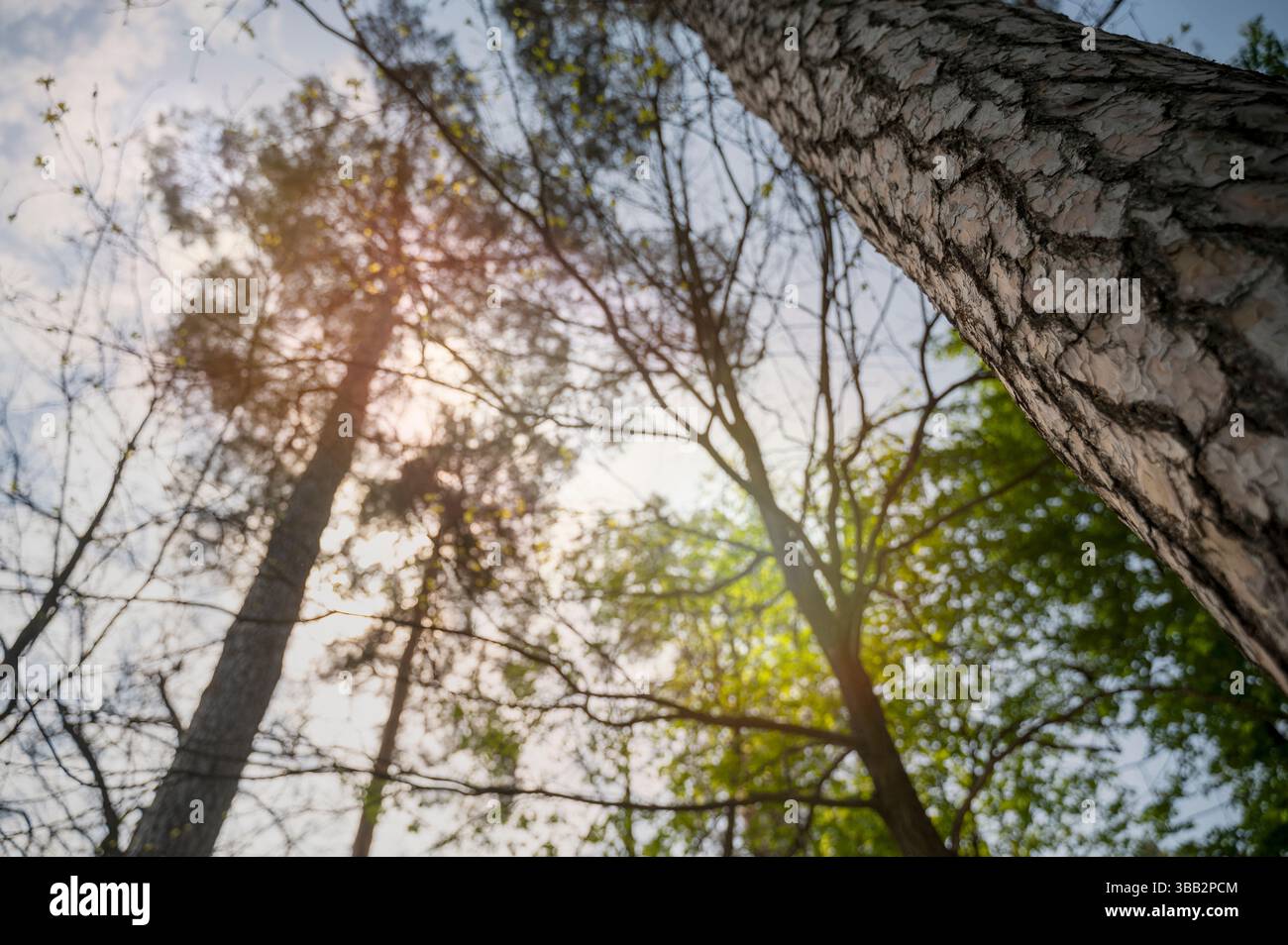 Sunny forest canopy with tall trees. Thick tree trunks go up Stock Photo - Alamy