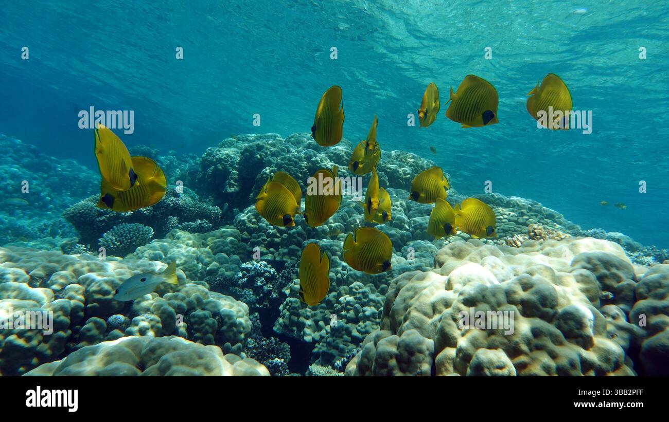 Masked butterflyfish. Fish - a type of bone fish Osteichthyes ...