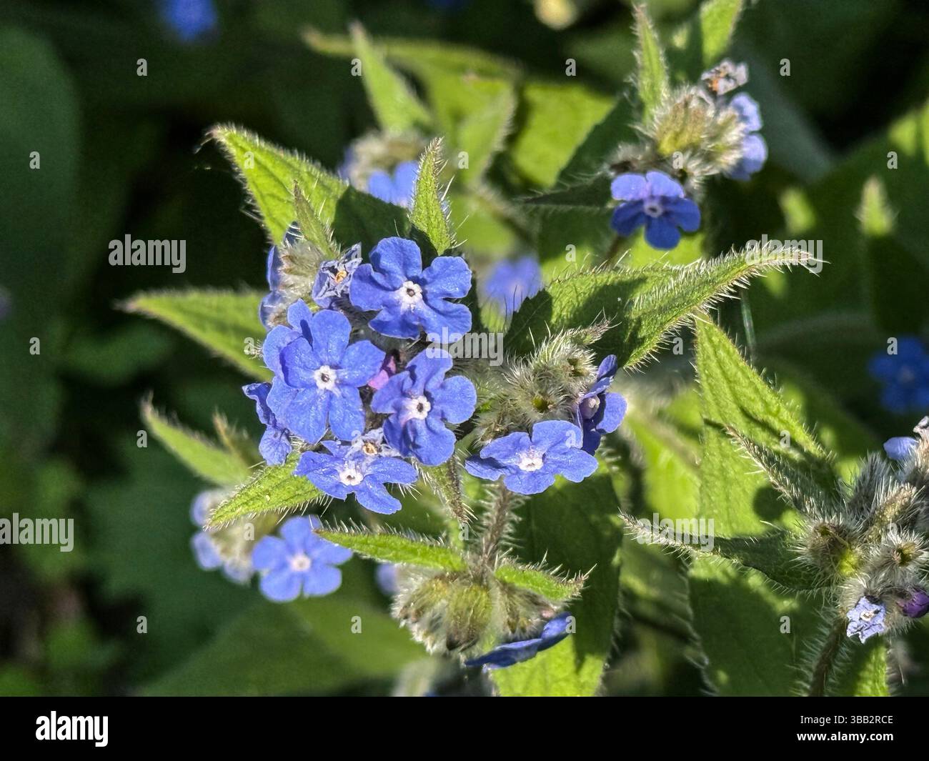 Blue flowers of the green alkanet Stock Photo - Alamy