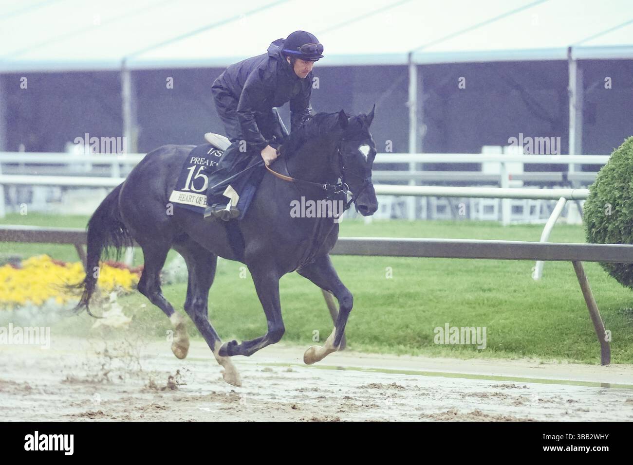 May 14, 2025; Baltimore, MD, USA; Preakness Stakes entry, Heart of Honor breezes during morning ...