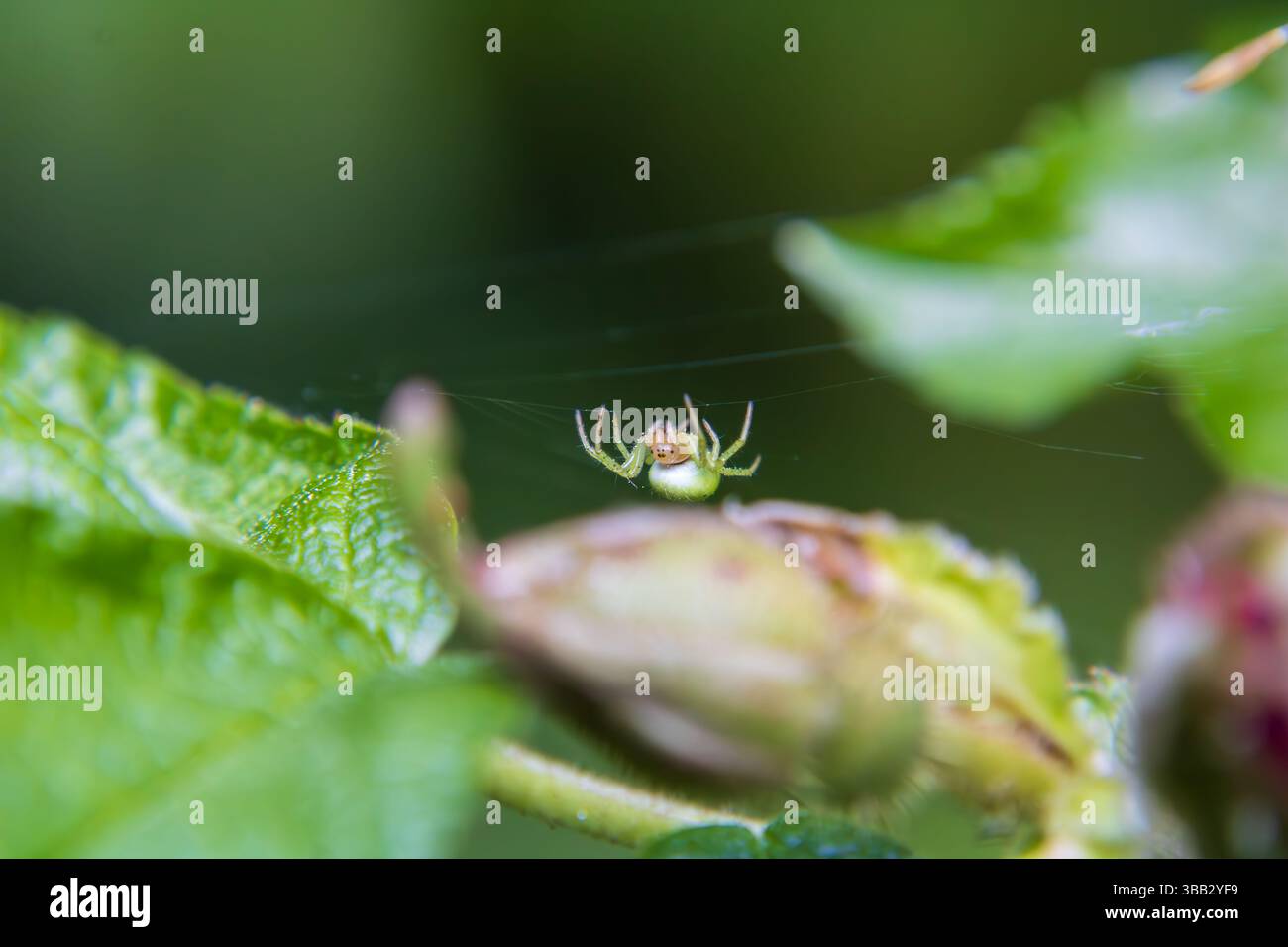 Tiny spider in its web between rosebuds – a silent hunter hidden in ...