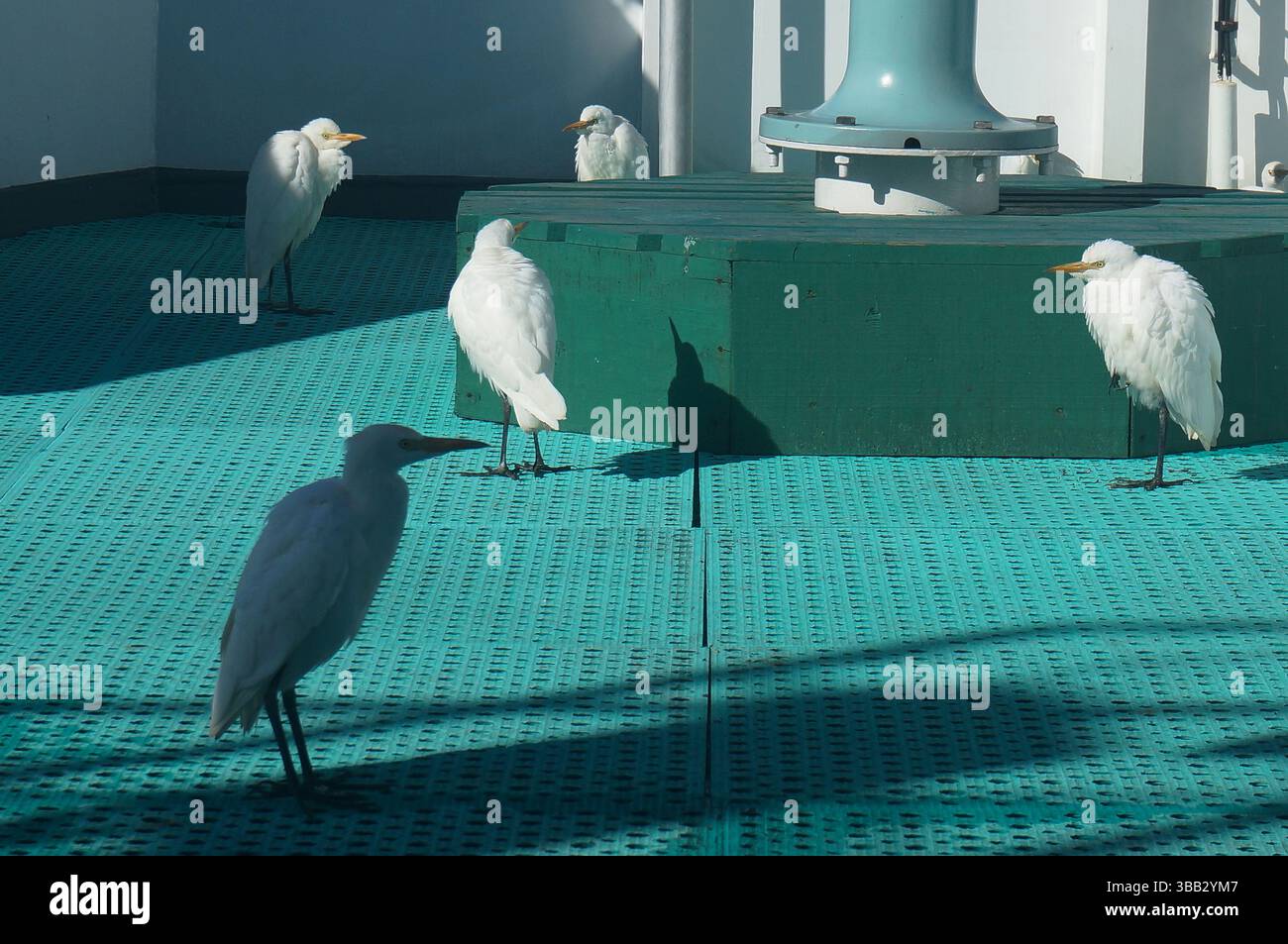 Cattle Egret (Bubulcus ibis) on wing of a ship’s navigation bridge in ...