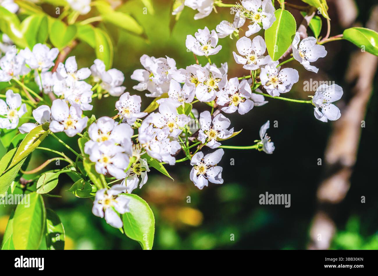 Lush flowering pear tree. White flowers of fruit tree. Blurred ...
