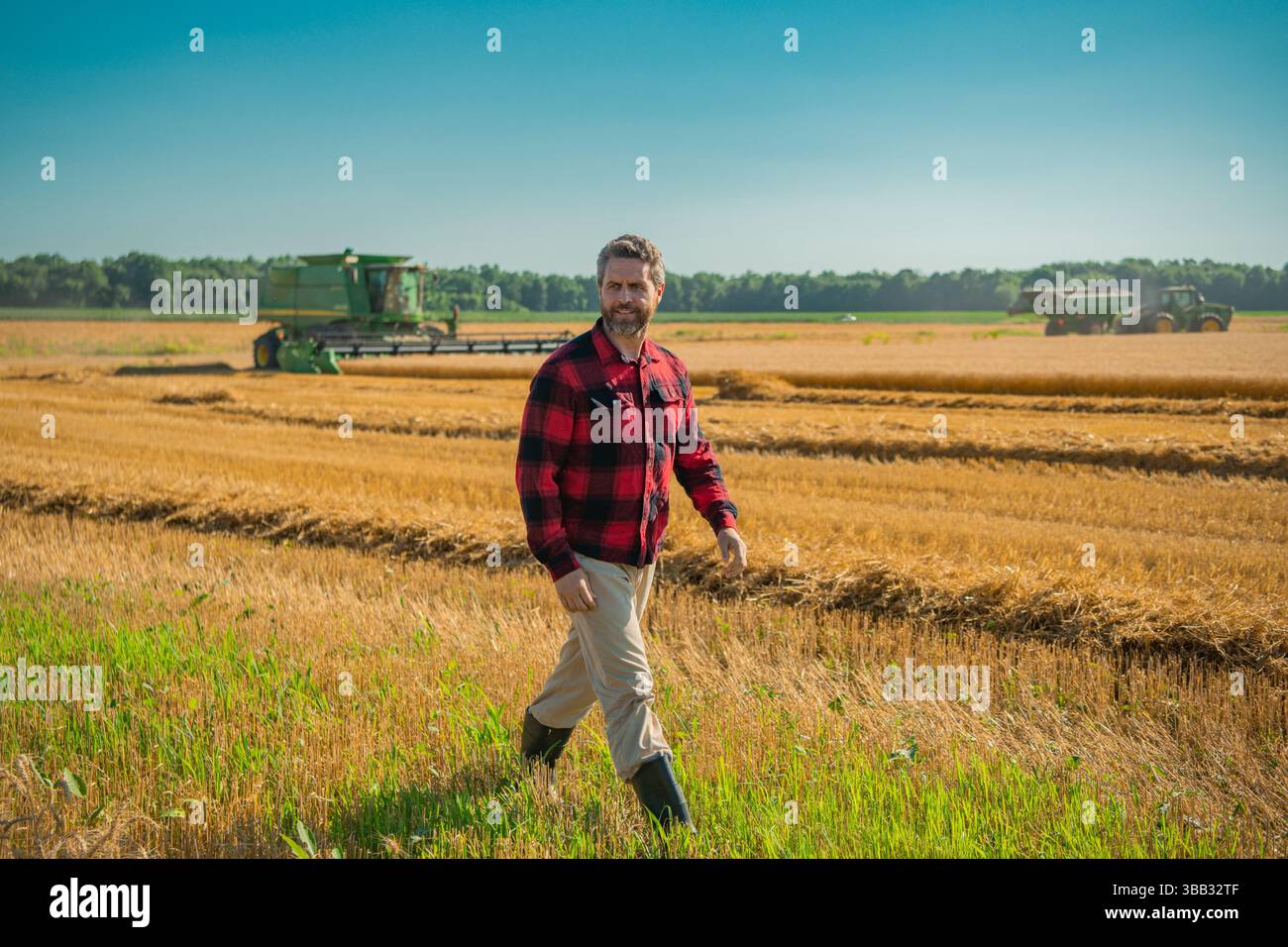 Farmer checking the wheat field. Farmer inspecting the harvest on farm ...