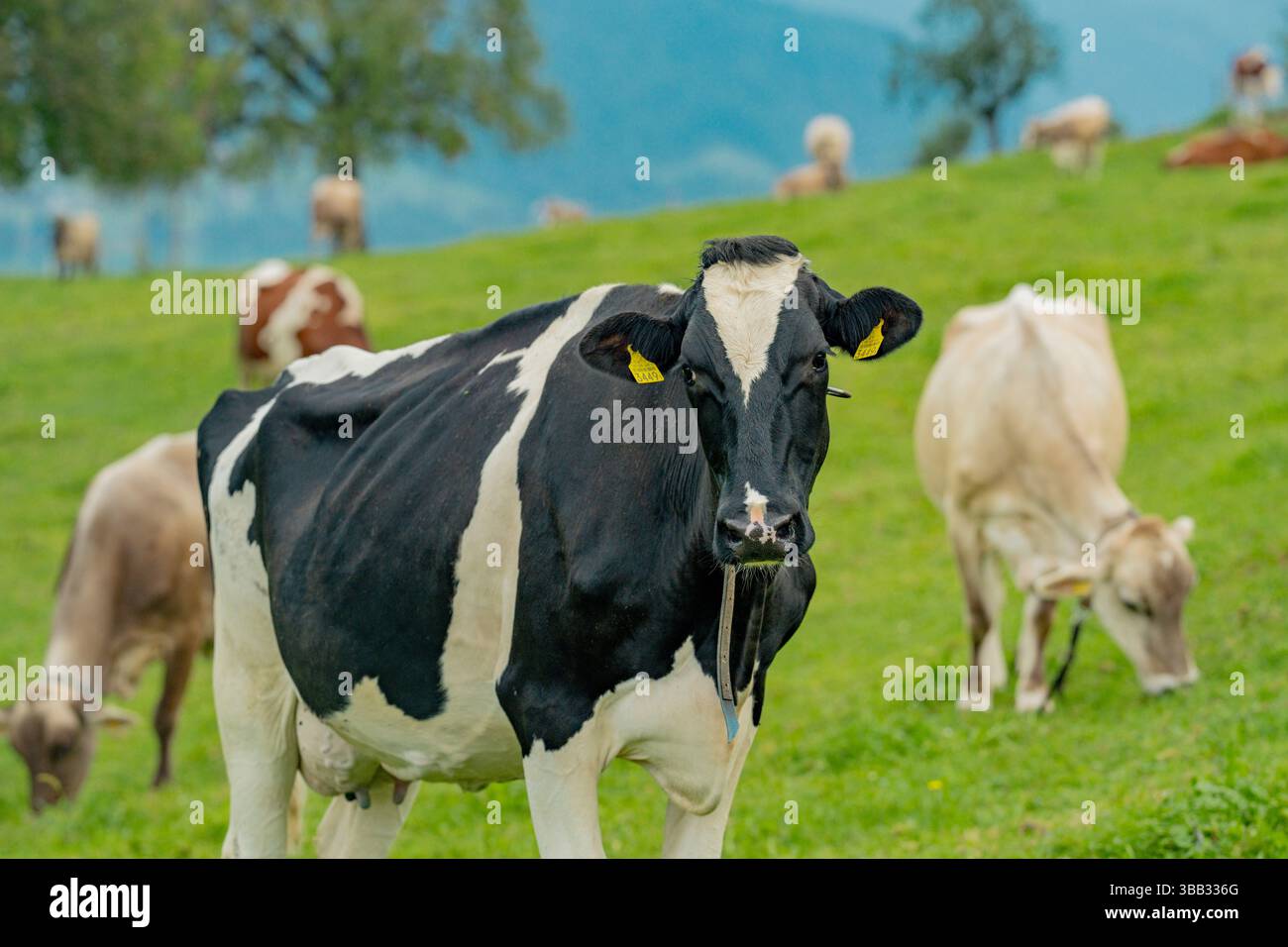 Cow on farm. Cow in fields. Cattle ranch. Summer mountain landscape ...