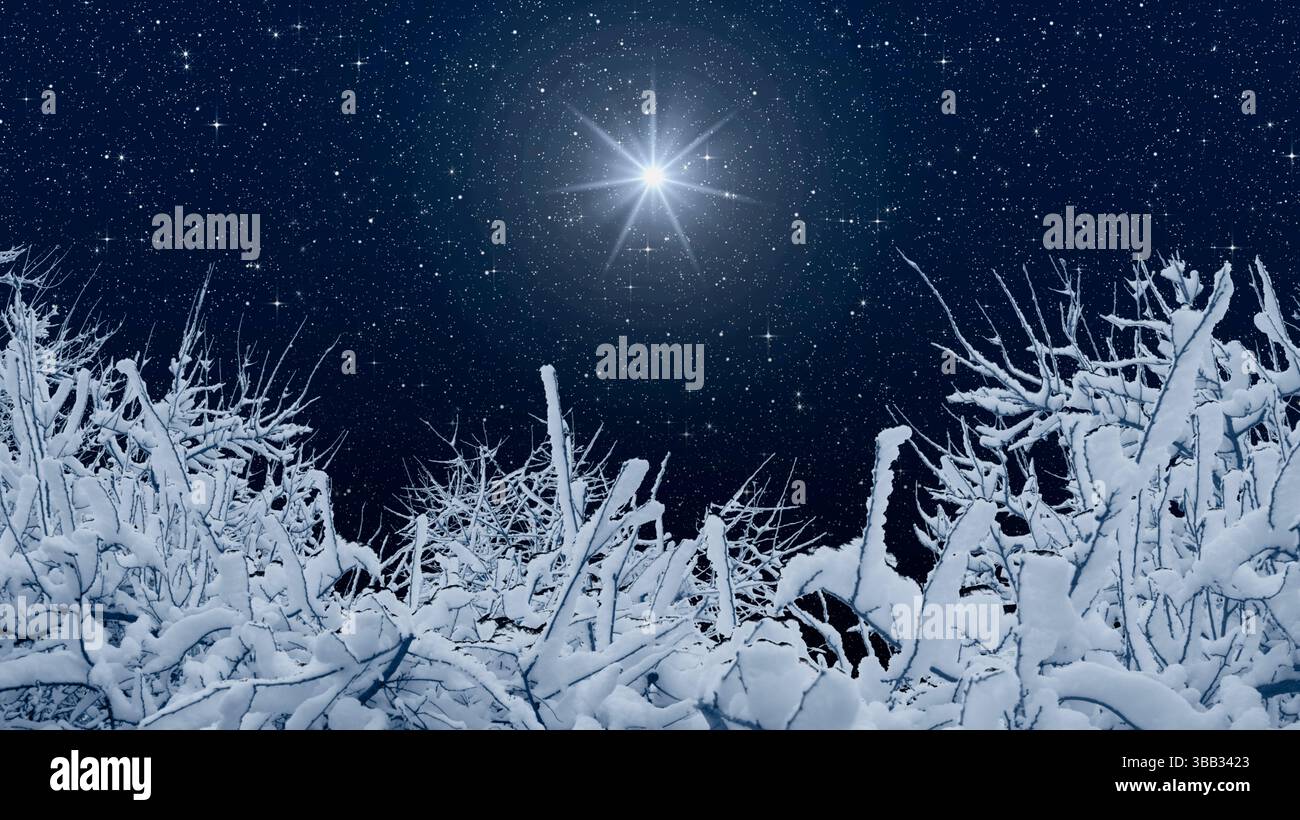 Trees covered in snow and a Christmas star in the starry sky mark the ...