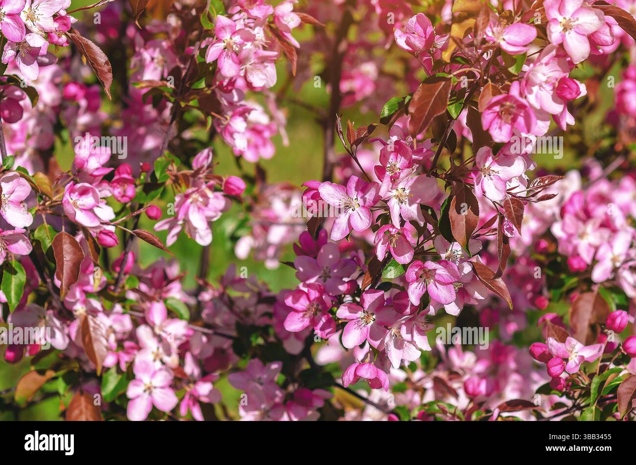 Pink apple blossom in different stages of opening. Full bloom and apple ...