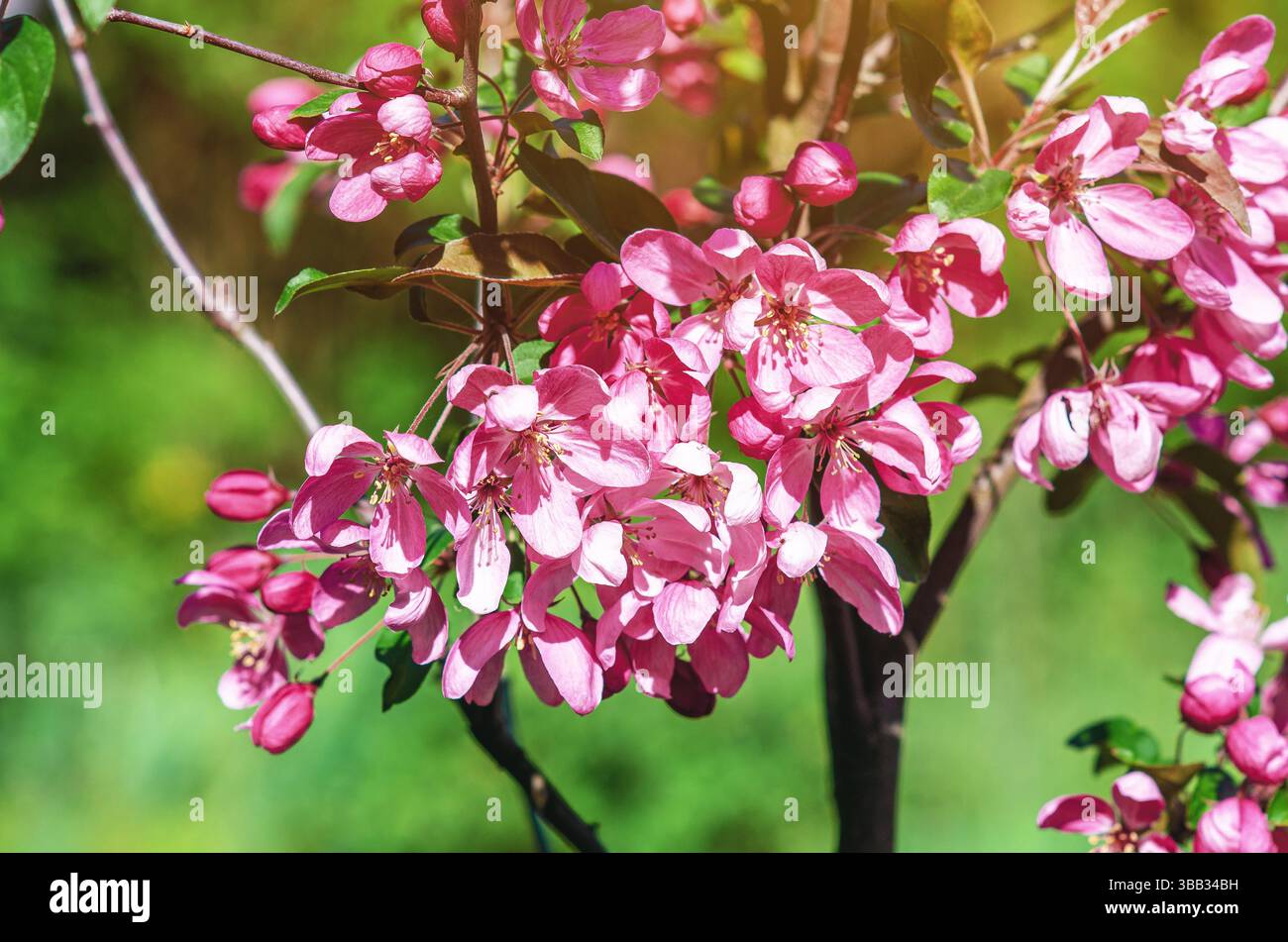 Pink apple blossom in different stages of opening. Full bloom and apple ...