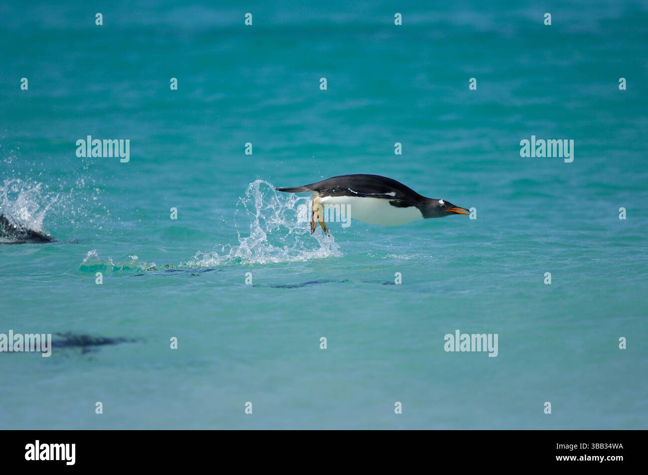With a swim speed of up to 30 km/h, the Gentoo penguin (Pygoscelis ...