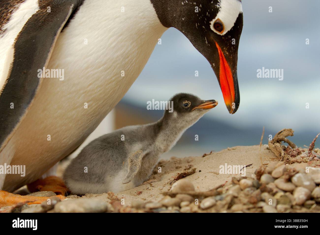 This Gentoo penguin chick (Pygoscelis papua) is only a few days old and ...