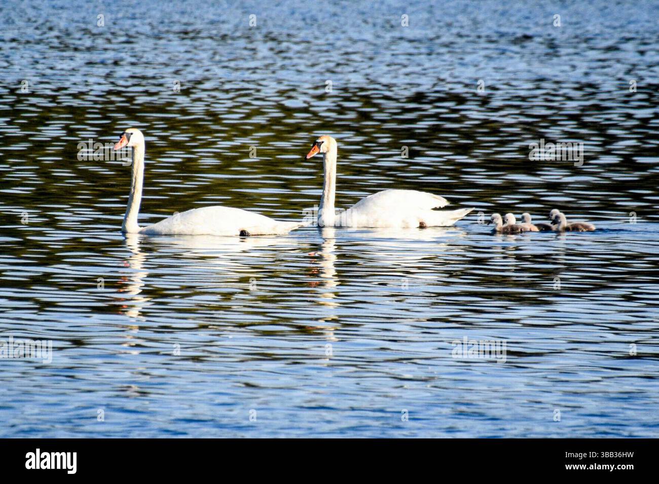 A family of mute swans navigate Stone Lake, Saturday, May 10, 2025, in ...