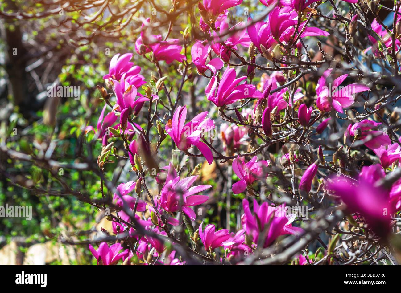 View of blooming pink magnolia bush with blurred focus on soft green ...